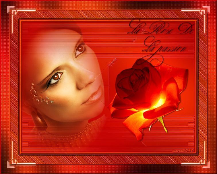 le rose de la passion le rose de la passion